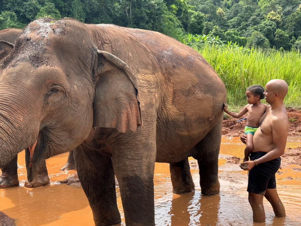 Chiang Mai Morning: Elephant Sanctuary & Waterfall Tour : Elephant ChiangMai Thailand Elephant ...